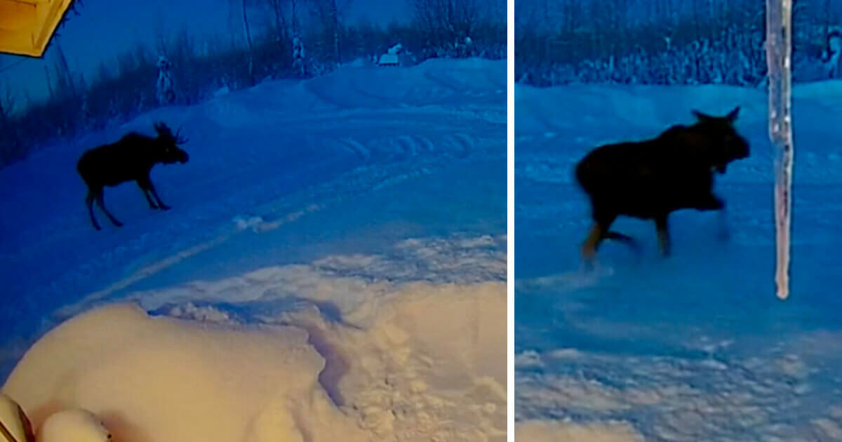 Los na Aljašce překvapivě shodil obě parohy - Virální video