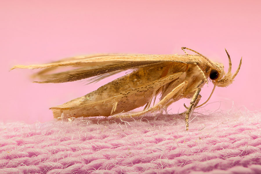 Bojujte s Molami: Přírodní Metody pro Ochránu Vašeho Oblečení